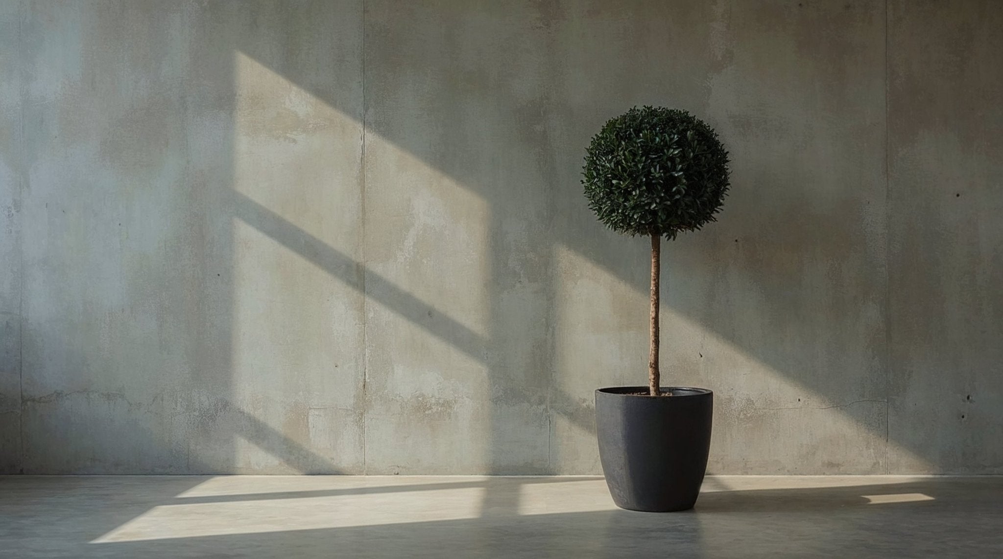 Topiary Lollipops | Evergreen Stemmed Topiary for Entrances & Paths ...